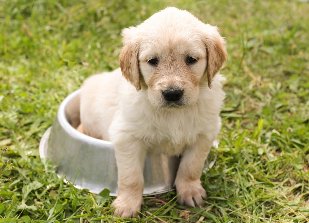 Posh Nosh: Puppy / Junior | Posh Nosh